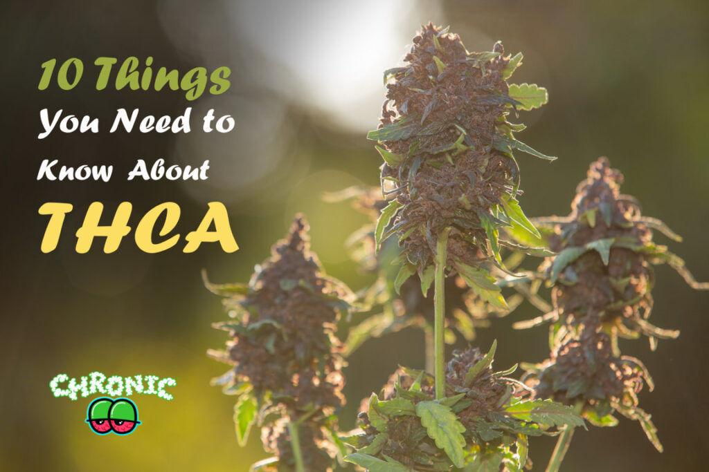 10 Things You Need to Know About THCA - Chronic THCA