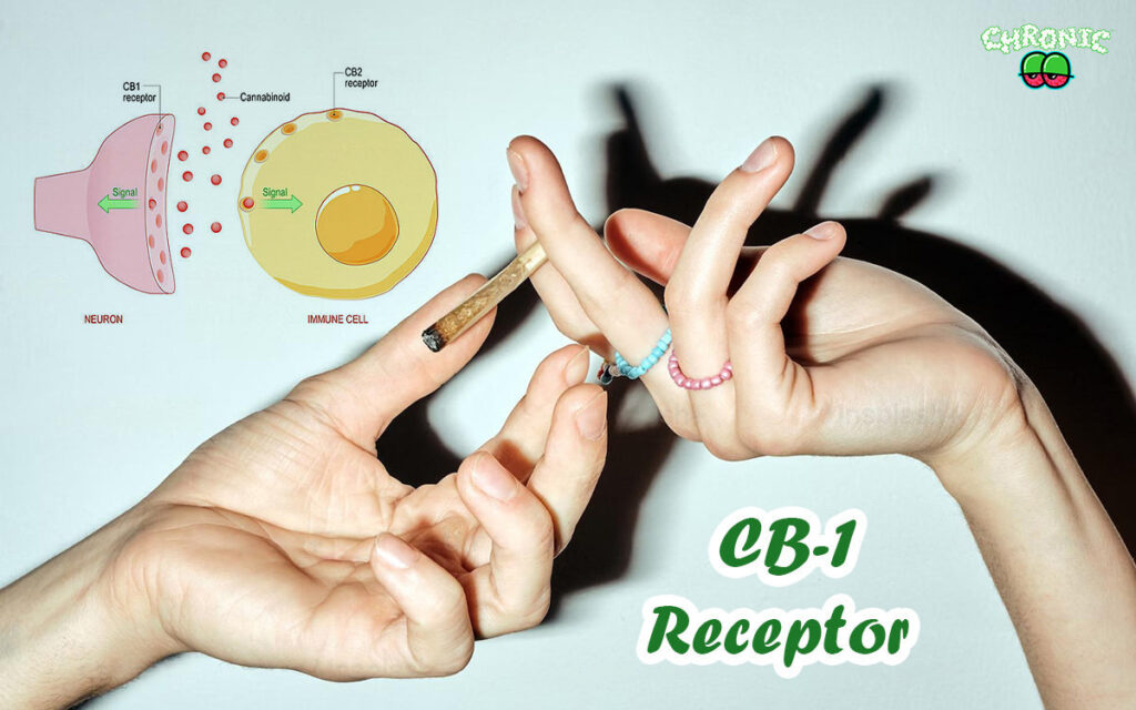 What is CB1 Receptor and THC Effects? - Chronic THCA