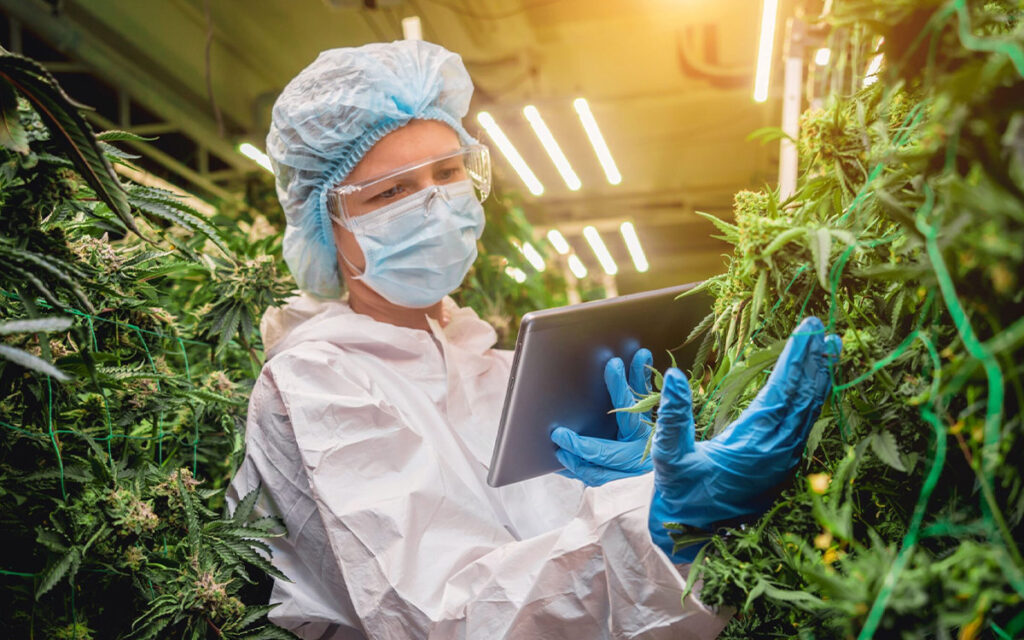 THCA and it's Flower Production Process: How is it made? - Chronic THCA