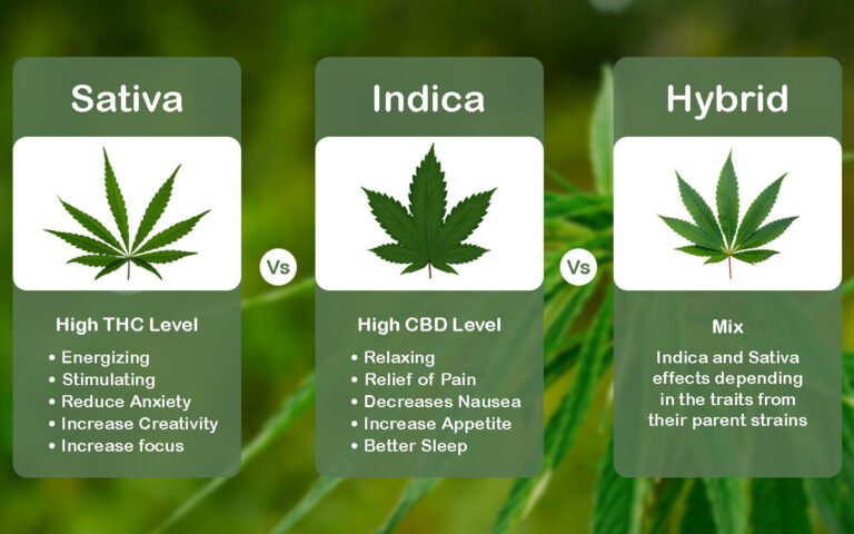 Sativa vs Indica vs Hybrid: Understanding Cannabis Differences - Chronic THCA